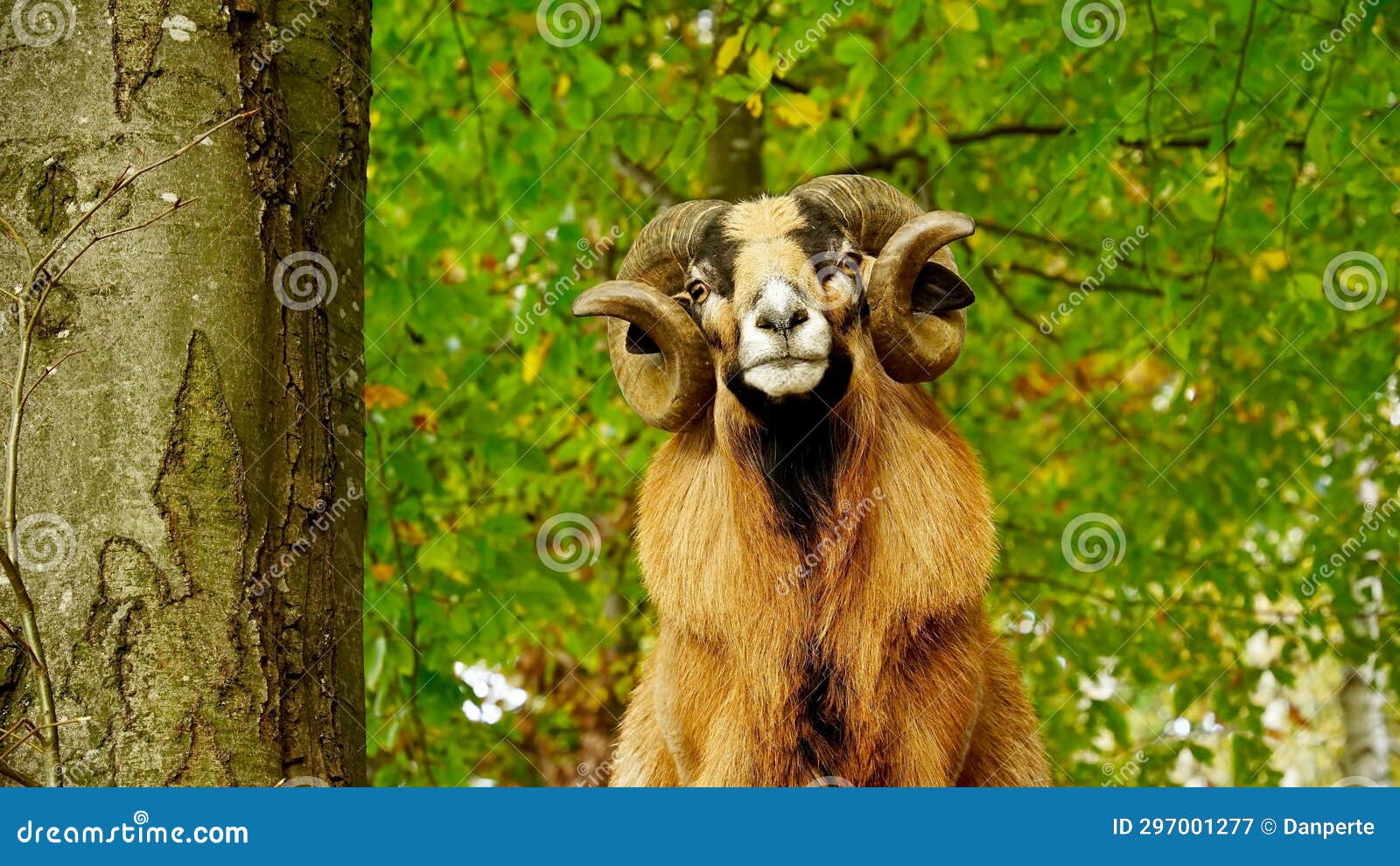 West African Dwarf Cameroon Goat Stock Image - Image of dwarf, west ...