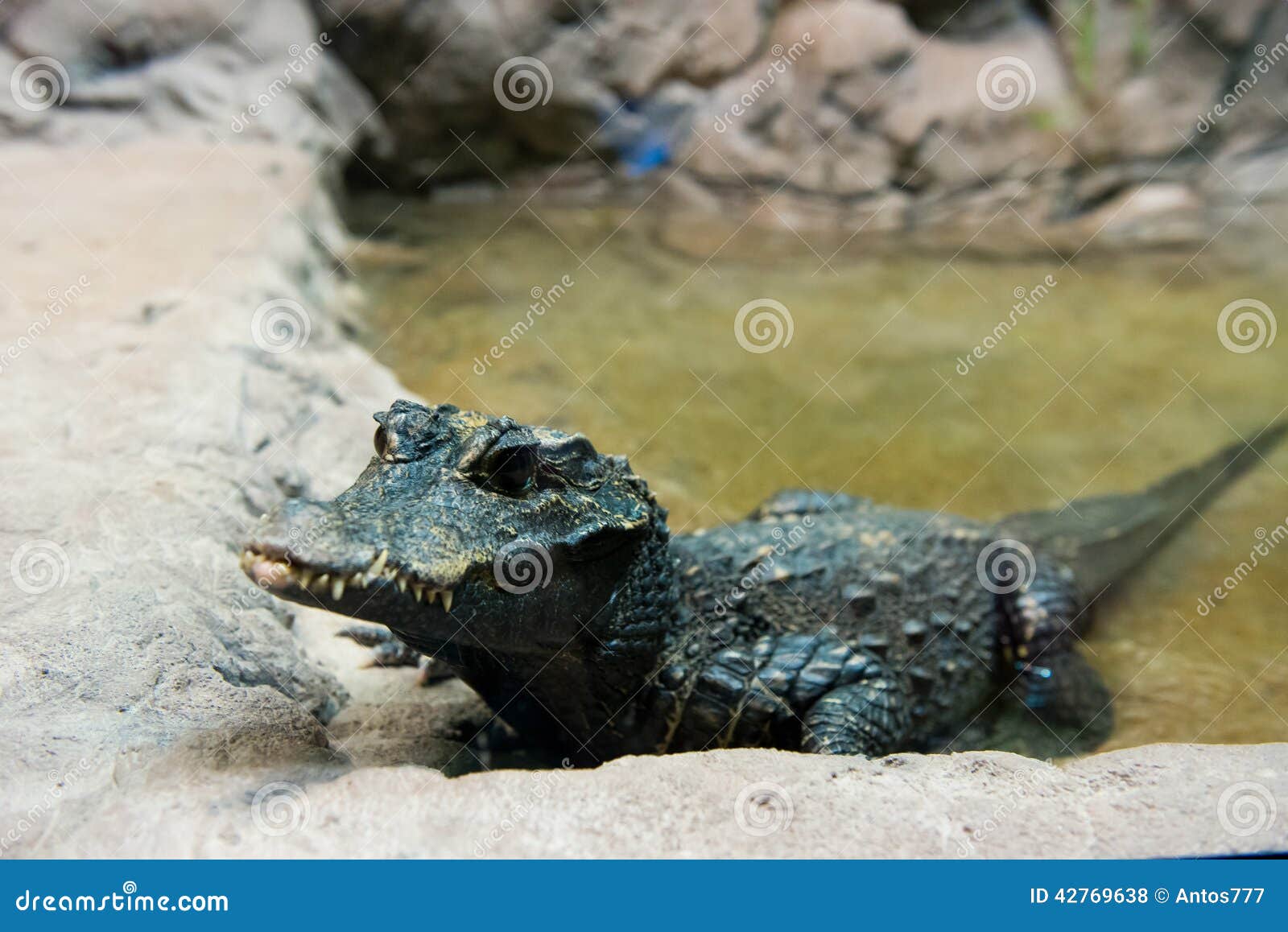 West African Dwarf Crocodile Stock Photo - Image of dangerous, senegal ...