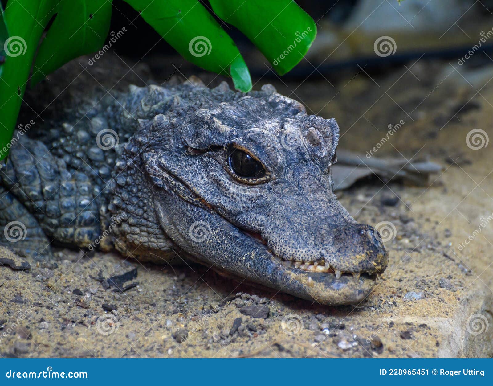 West African Dwarf Crocodile Stock Image - Image of british, dwarf ...