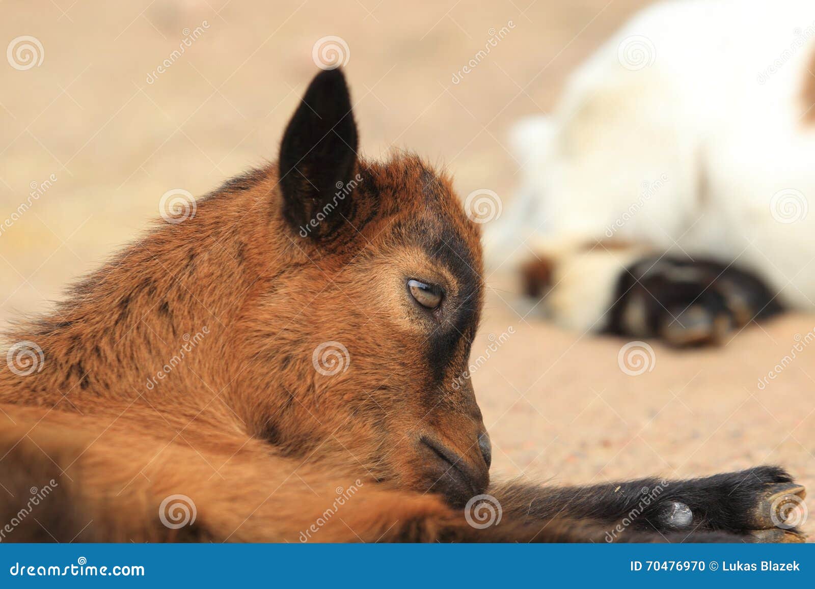 West african dwarf goat stock photo. Image of detail - 70476970