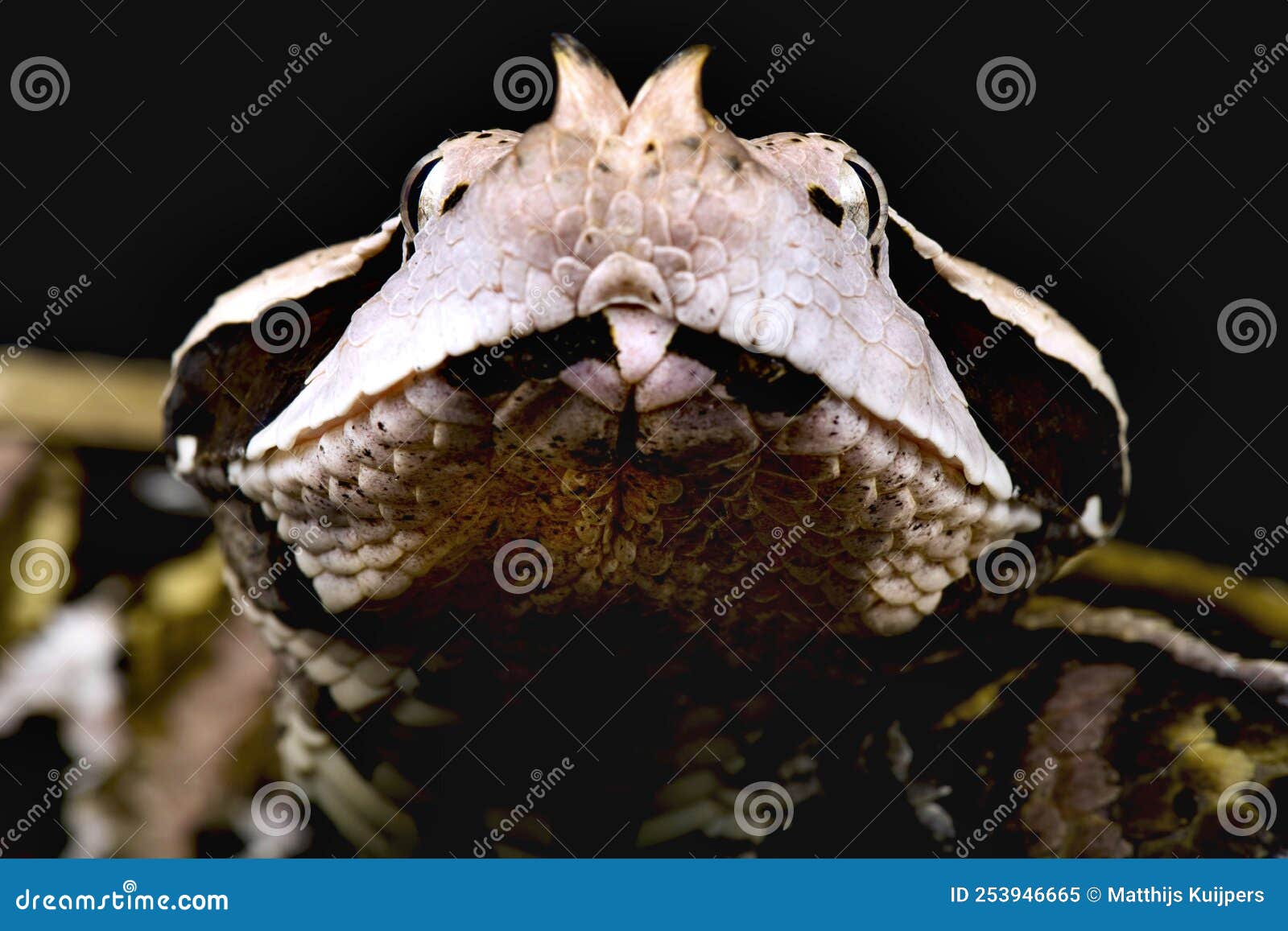 West African Gaboon Viper Bitis Rhinoceros Stock Image - Image of ...