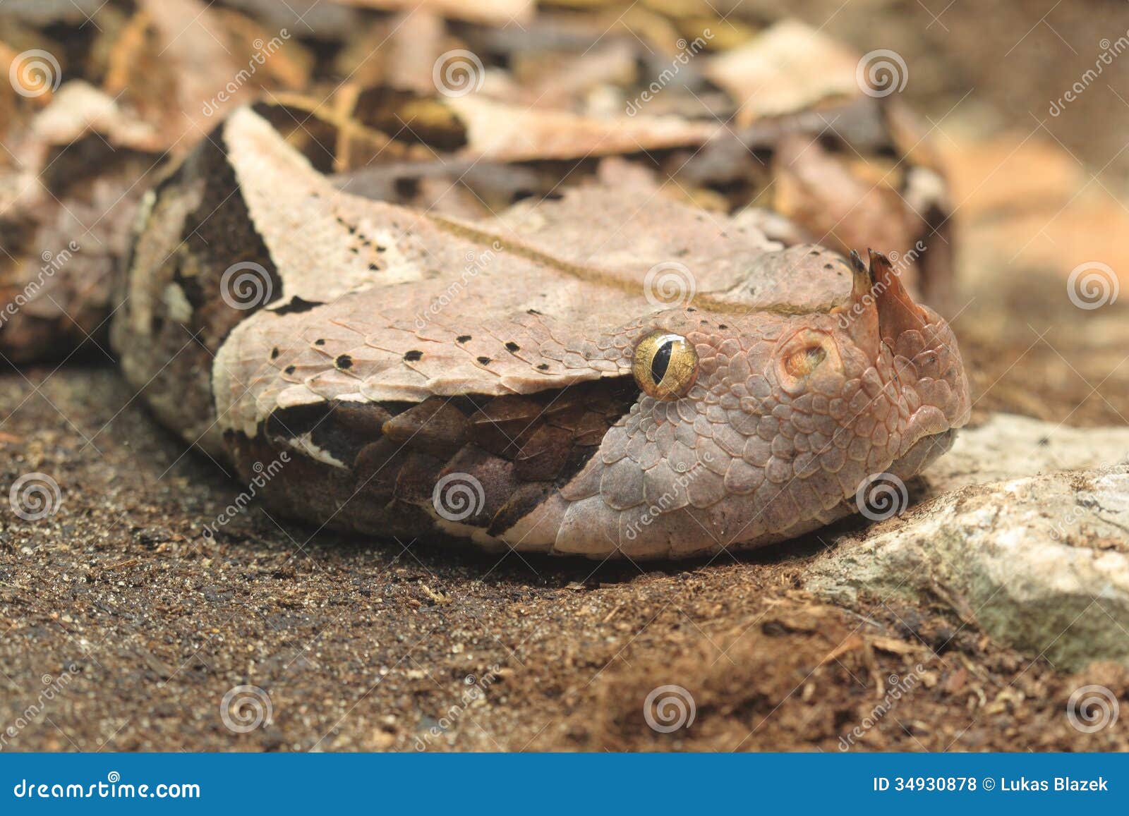 West african gaboon viper stock photo. Image of viper - 34930878