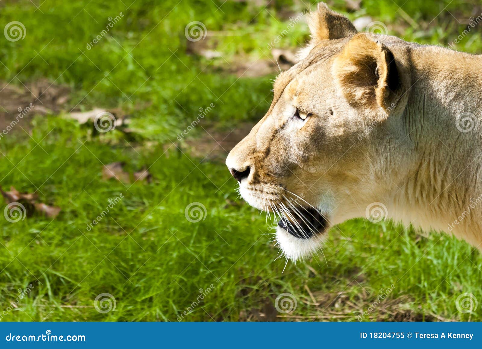 West African Lioness stock image. Image of large, head - 18204755