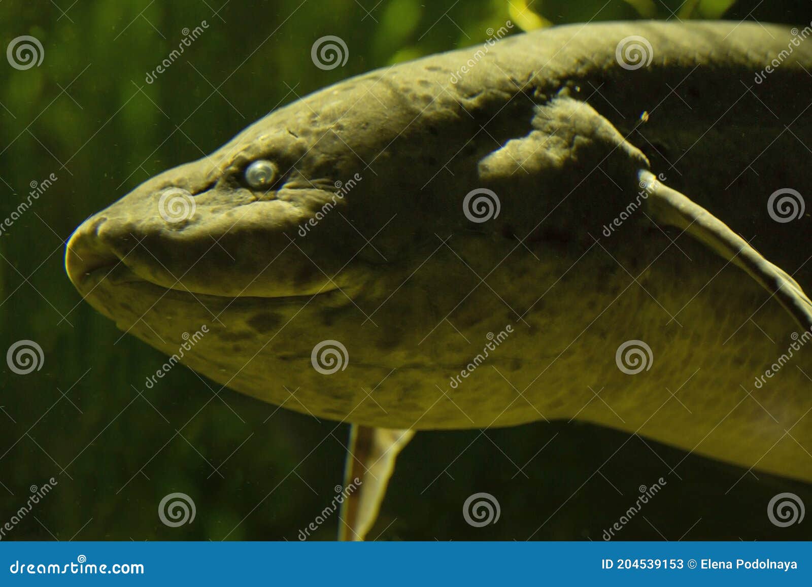 The West African Lungfish Protopterus Annectens. Stock Image - Image of ...