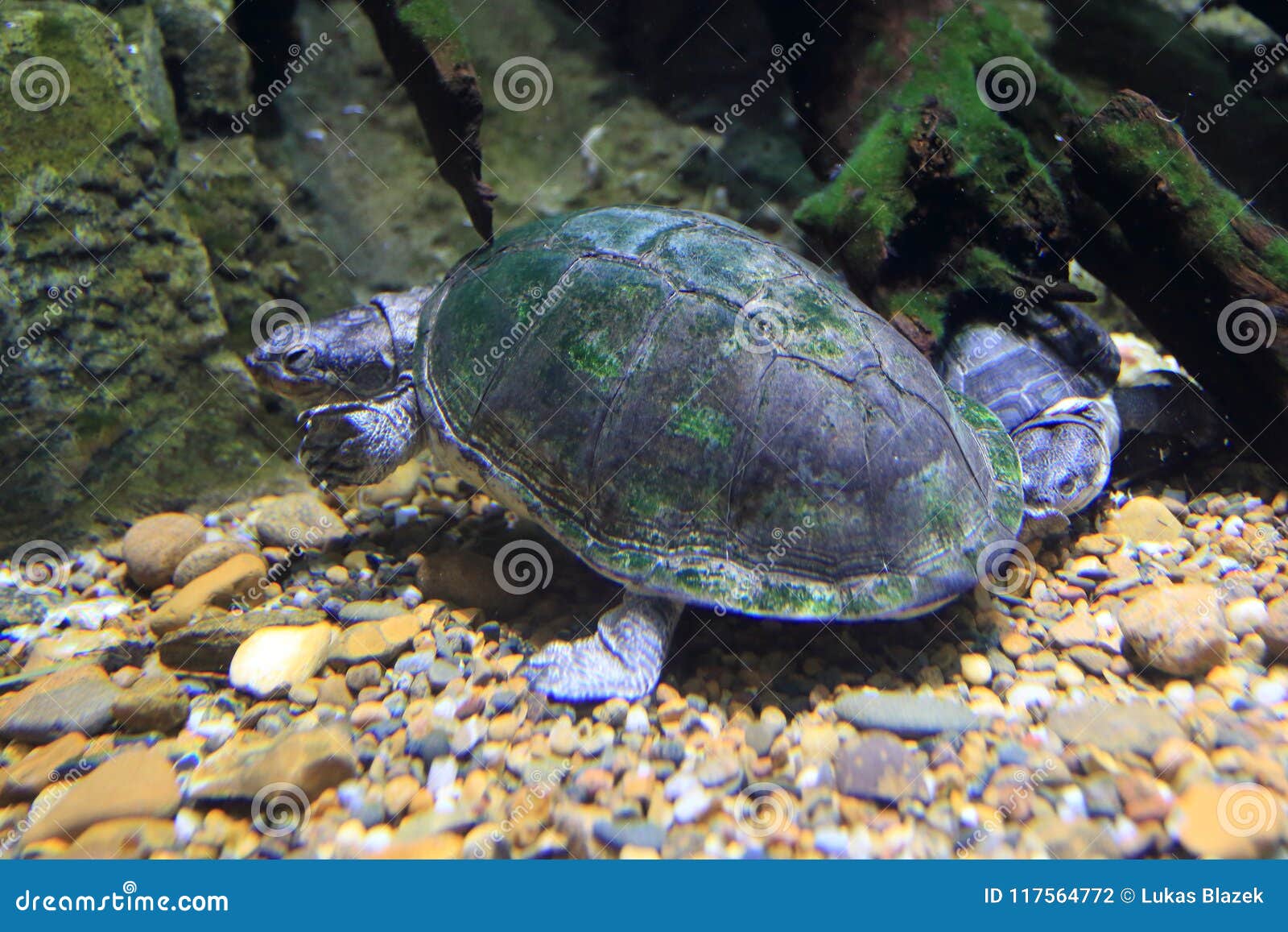 West African mud turtle stock photo. Image of pelusios - 117564772