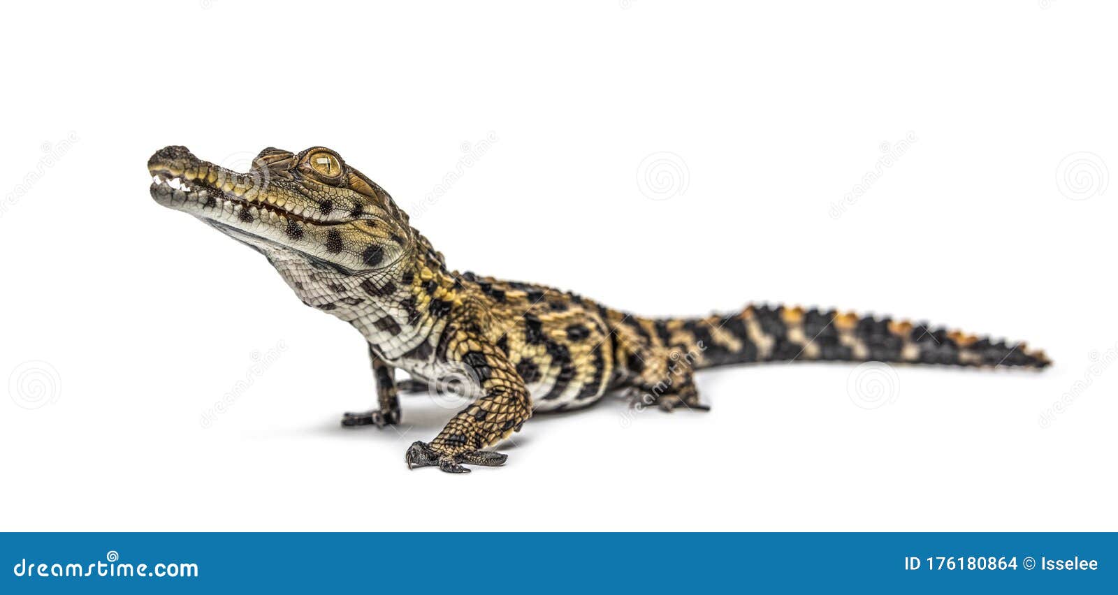 West African Slender-snouted Crocodile, Mecistops Cataphractus Stock ...