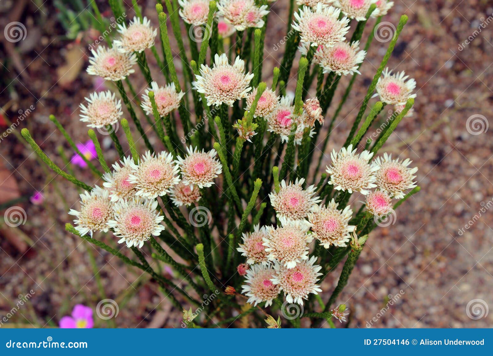 West Australian Native Wildflower Albany Daisy Stock Photo - Image of ...