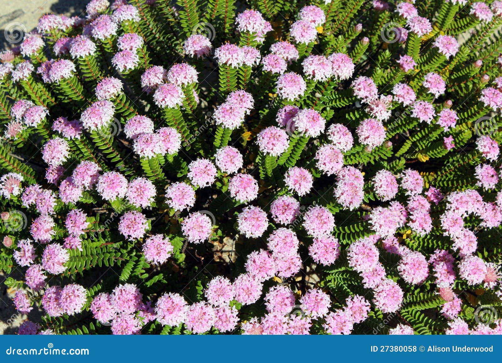 West Australian Wild Flower Pimelia Stock Photo - Image of right ...