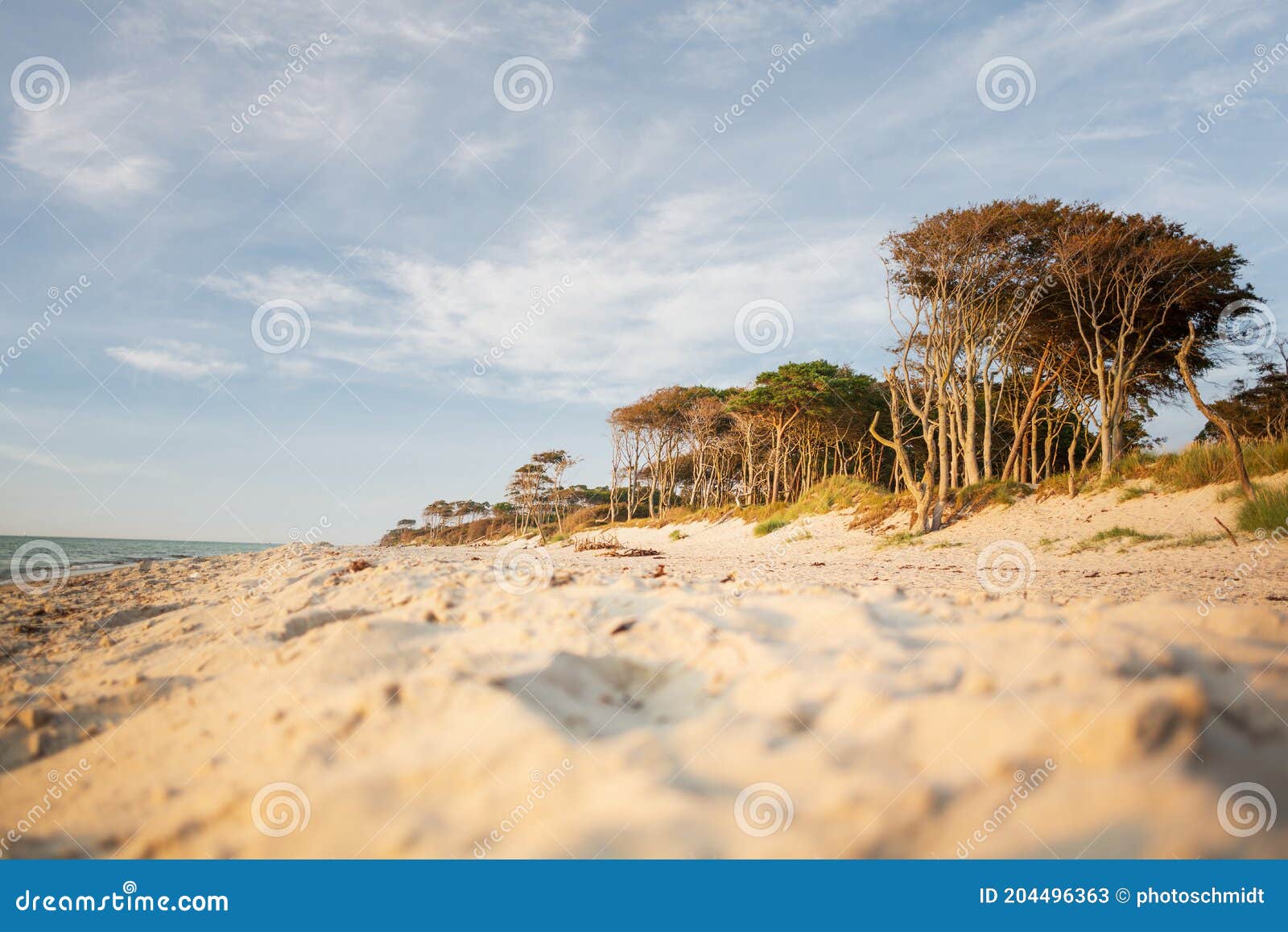 Beach with Forest on the Baltic Sea Stock Image - Image of west, nature ...