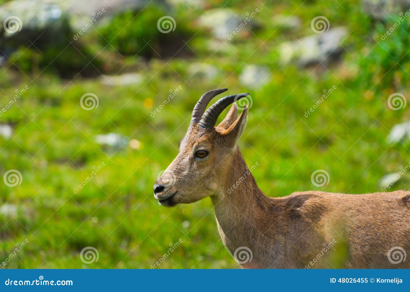 The West Caucasian goat stock image. Image of goats, russia - 48026455