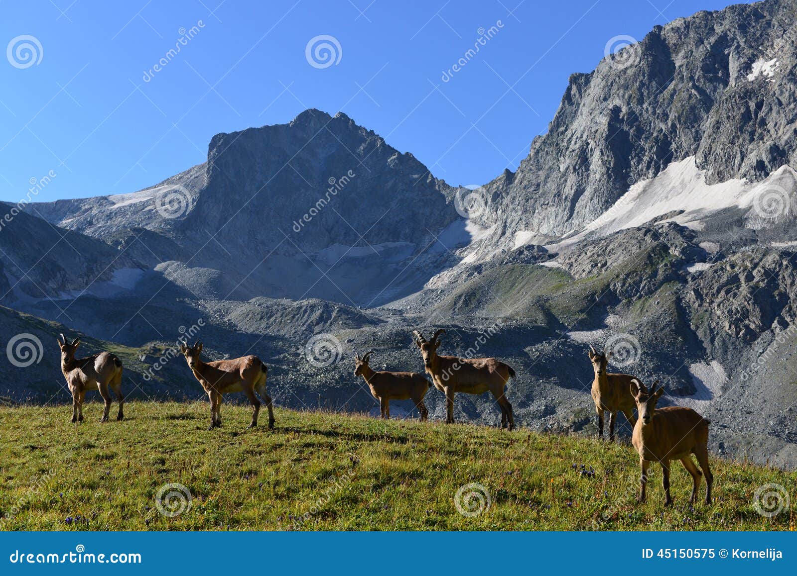 The West Caucasian goats stock image. Image of capra - 45150575