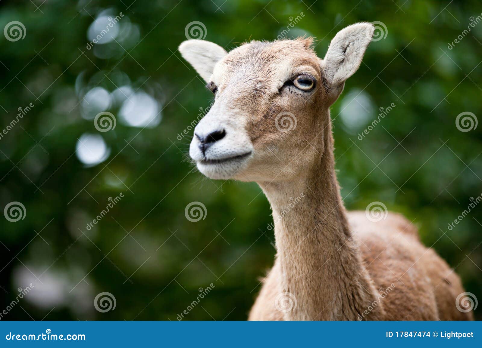 West Caucasian tur stock photo. Image of competitor, animal - 17847474