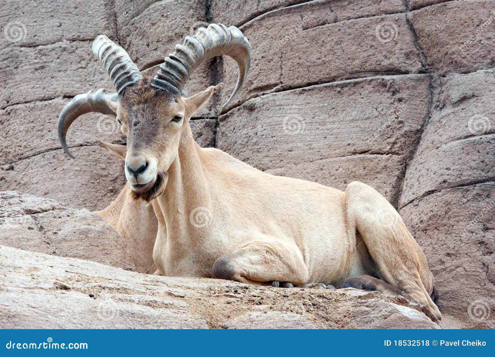 West Caucasian tur stock photo. Image of buck, horns - 18532518