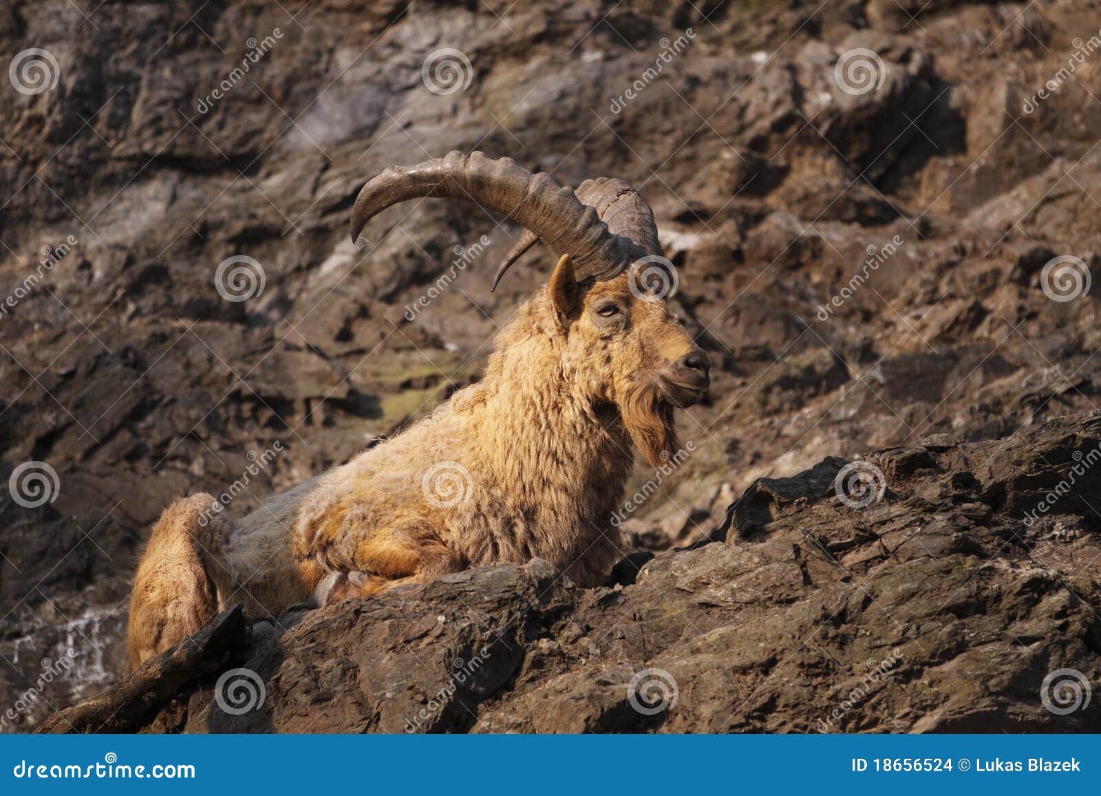 West caucasian tur stock photo. Image of mammal, rock - 18656524