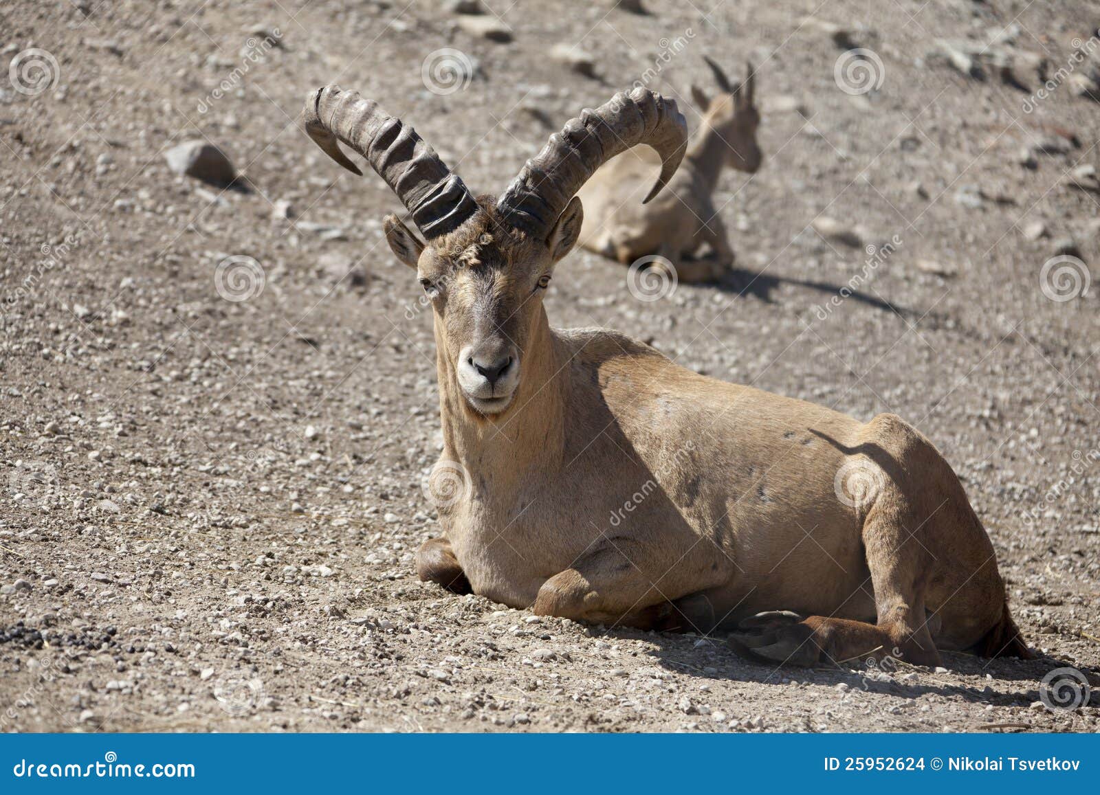 West Caucasian Tur stock photo. Image of wild, mountain - 25952624