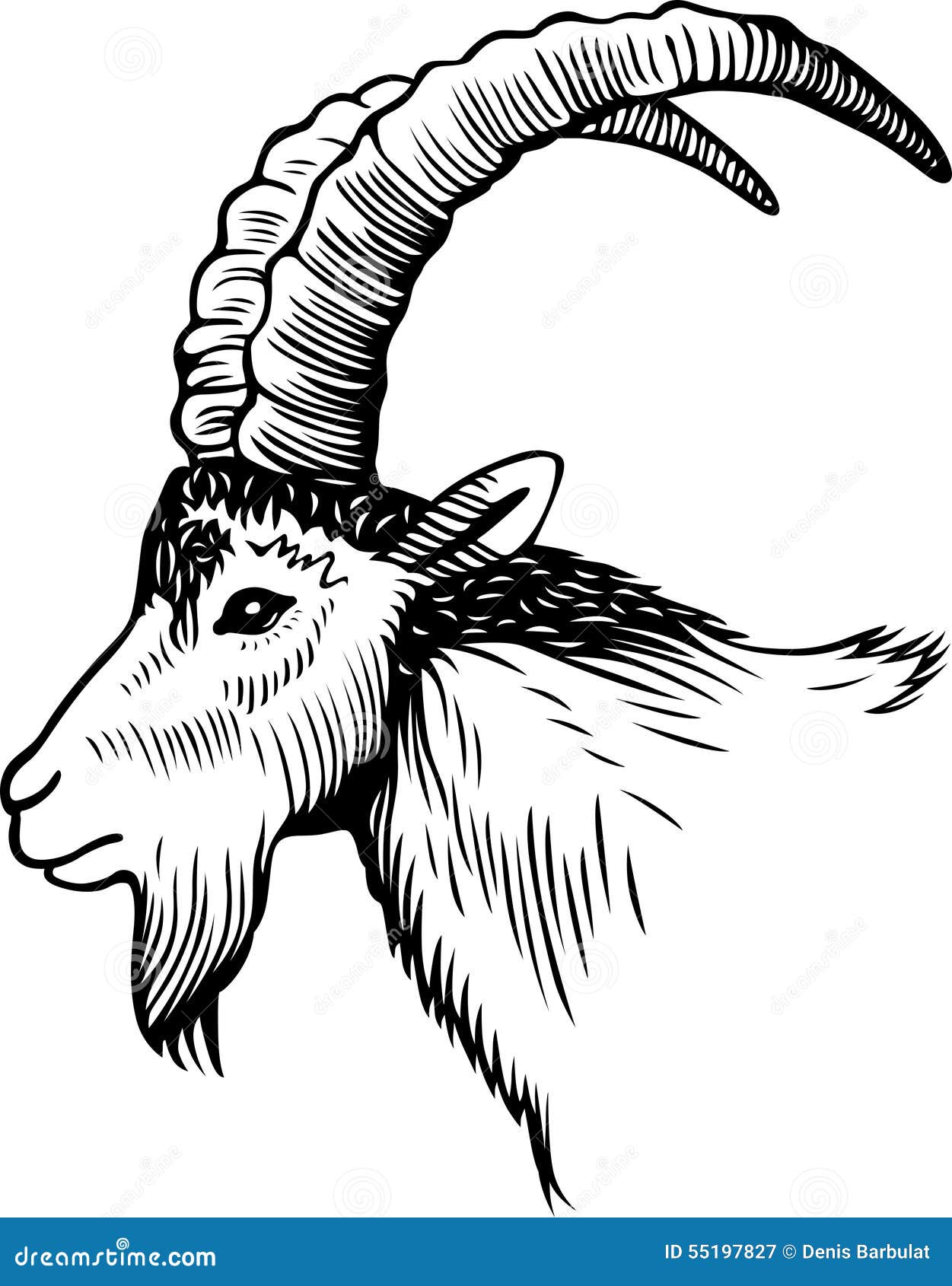 West Caucasian tur stock vector. Illustration of animal - 55197827