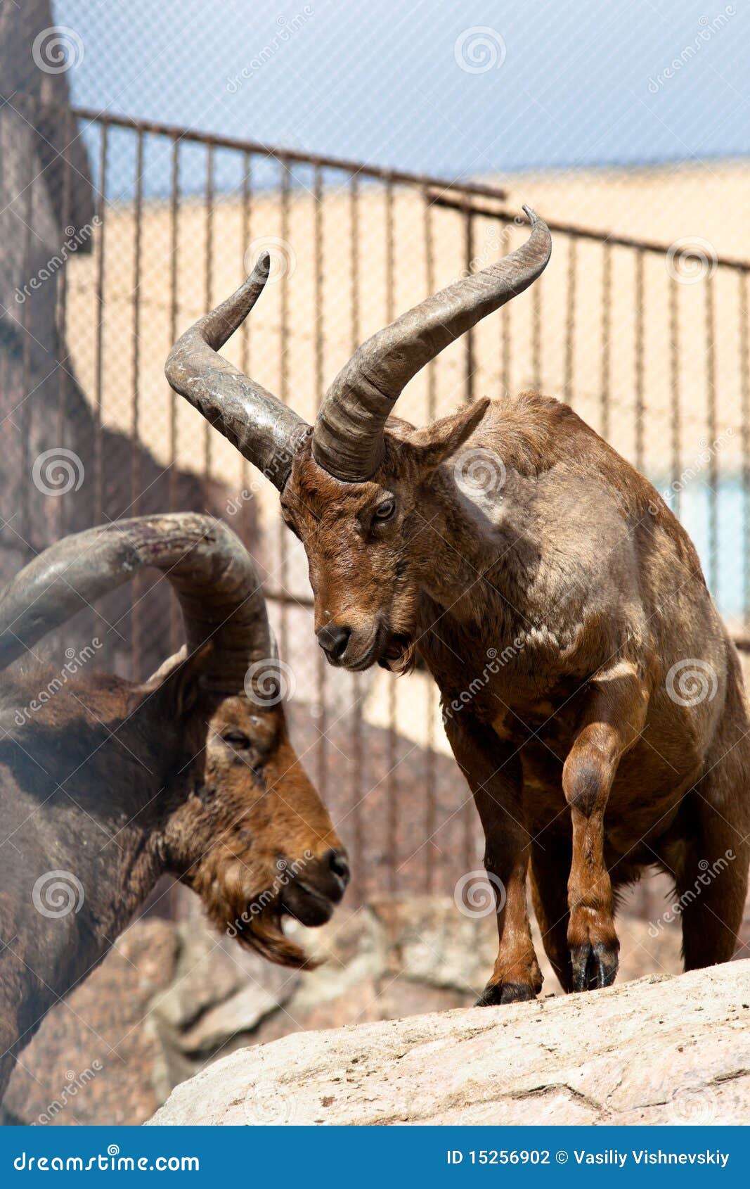 West Caucasian Tur, Capra Caucasica Stock Photo - Image of aggression ...