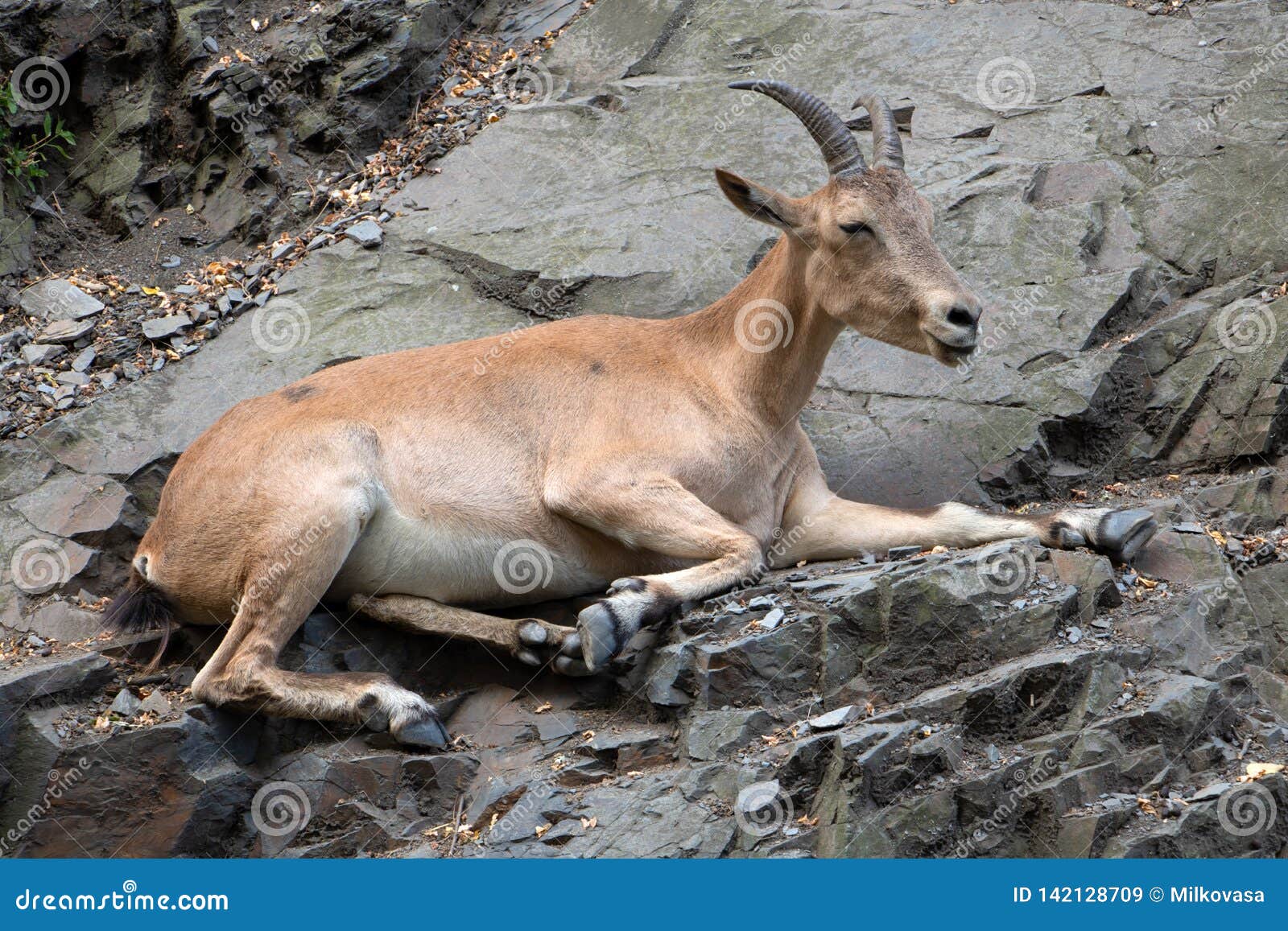 West Caucasian Tur - Capra Caucasica Stock Image - Image of slope ...