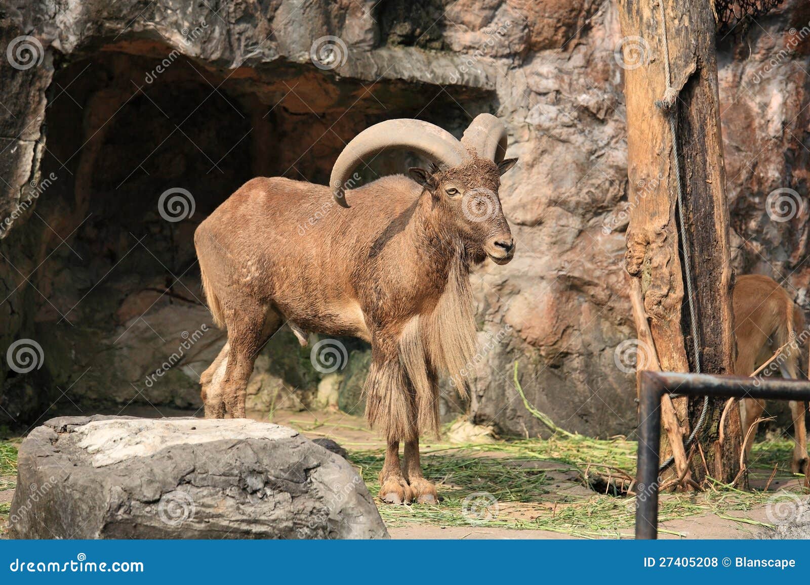 West caucasian tur goat stock photo. Image of hair, mountain - 27405208