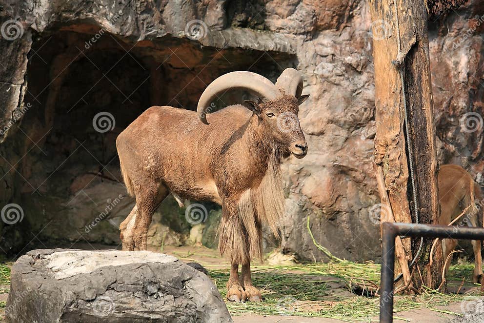 West caucasian tur goat stock photo. Image of hair, mountain - 27405208
