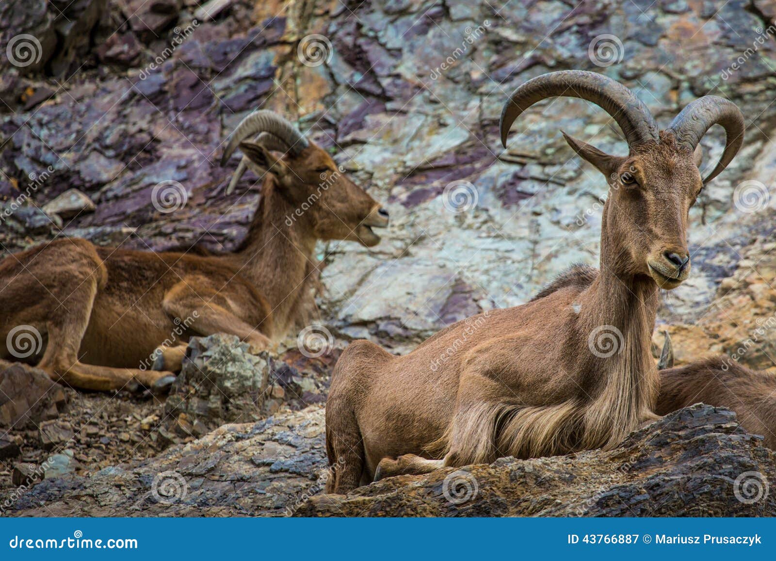 West caucasian tur goat stock image. Image of caucasian - 43766887