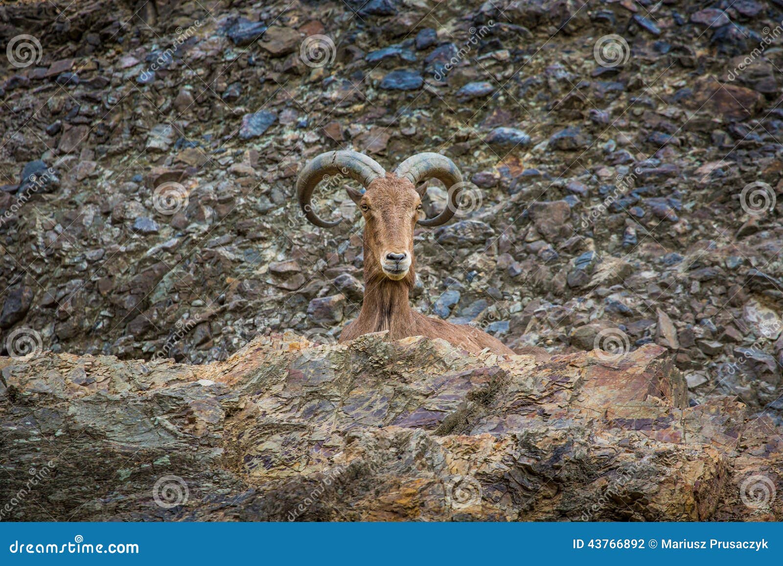 West caucasian tur goat stock photo. Image of capricornis - 43766892