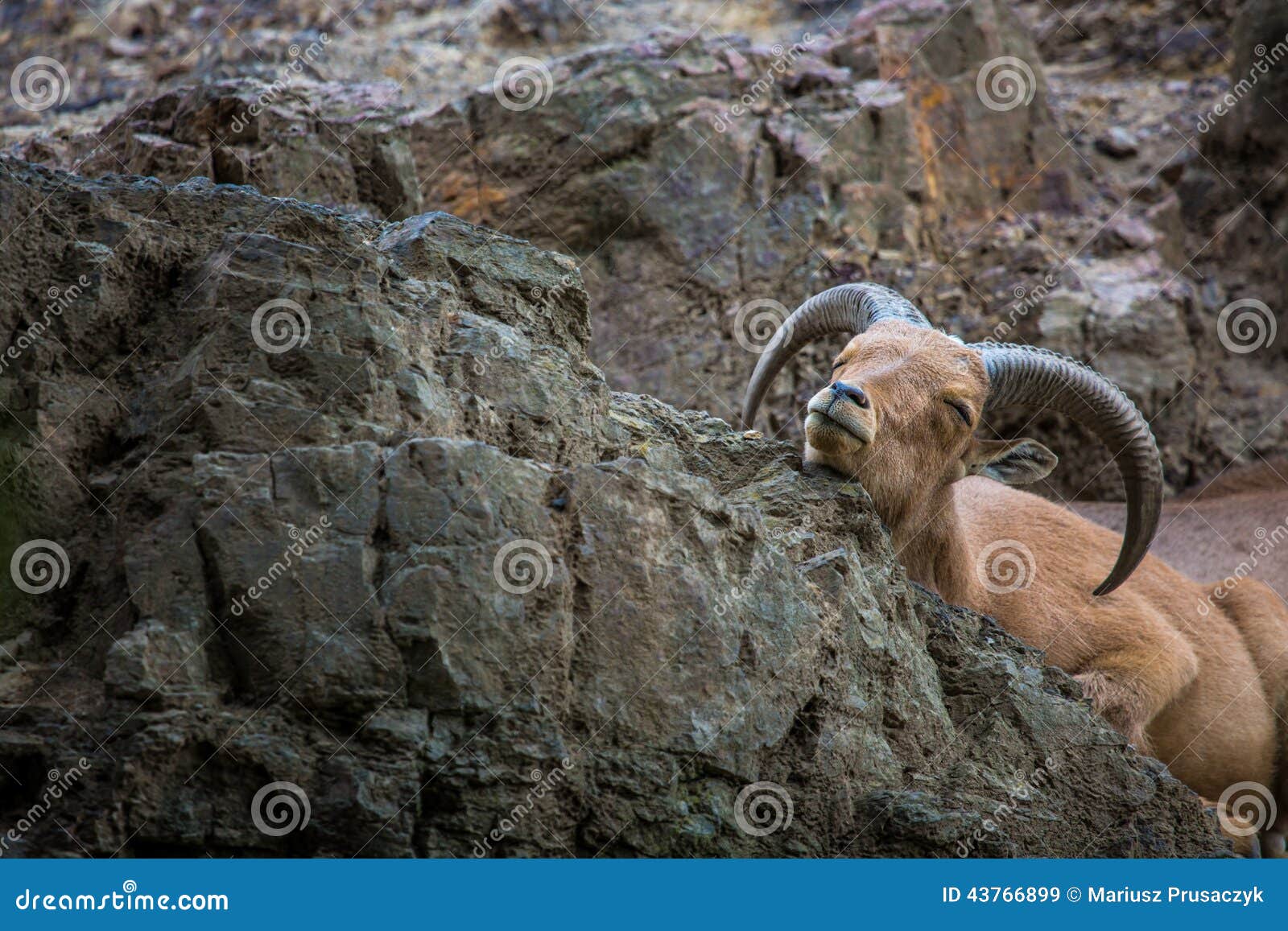 West caucasian tur goat stock image. Image of chamois - 43766899