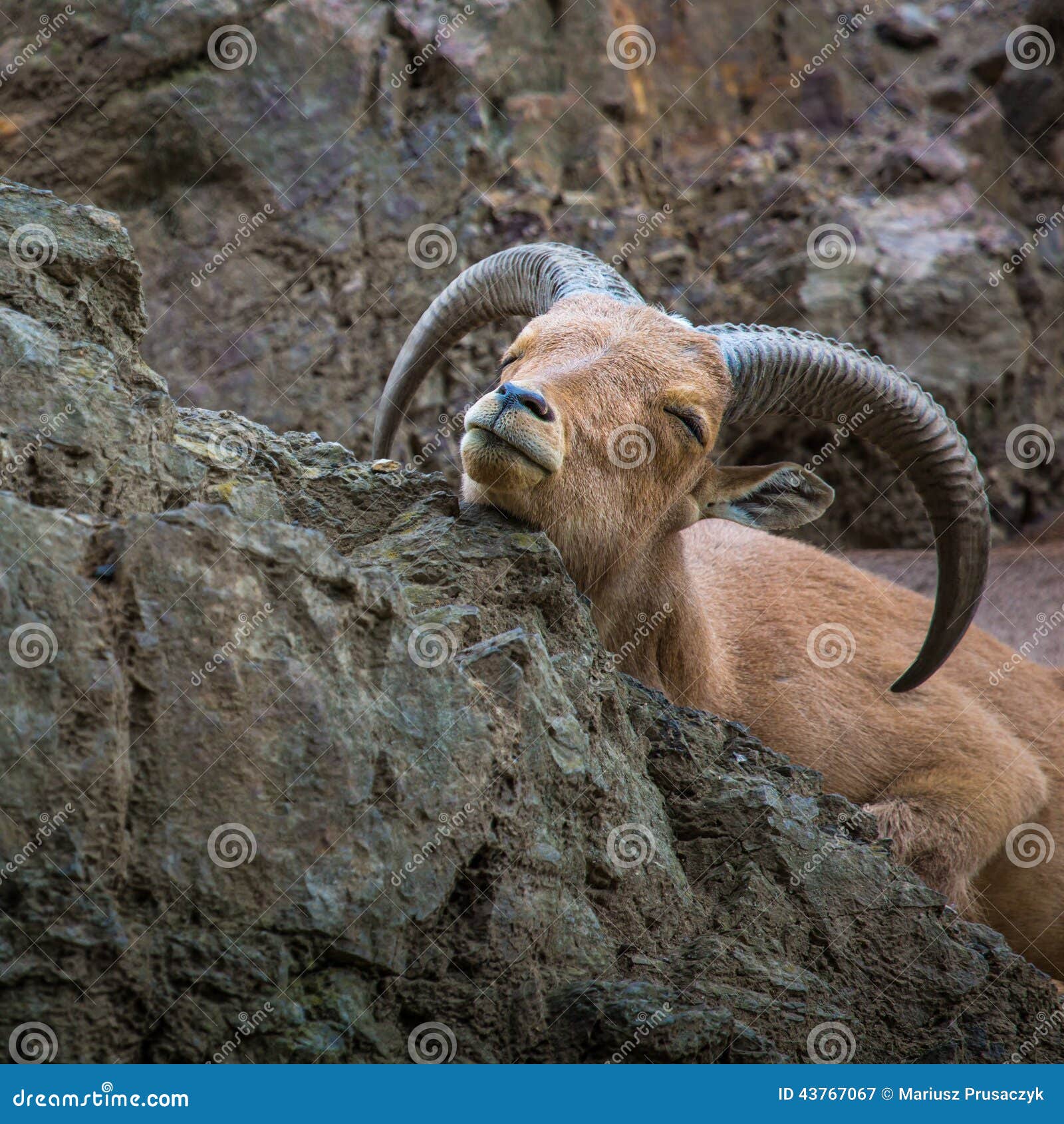 West caucasian tur goat stock image. Image of caucasian - 43767067