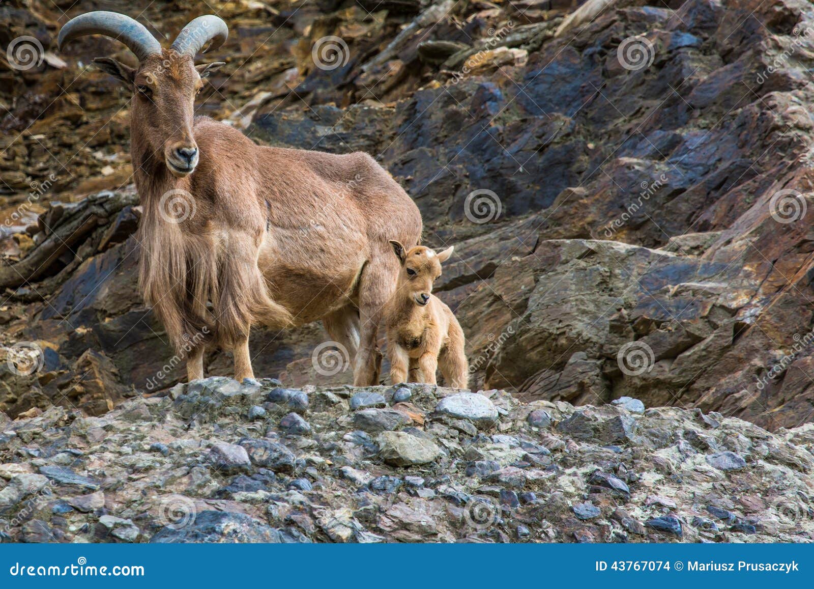 West caucasian tur goat stock photo. Image of horned - 43767074