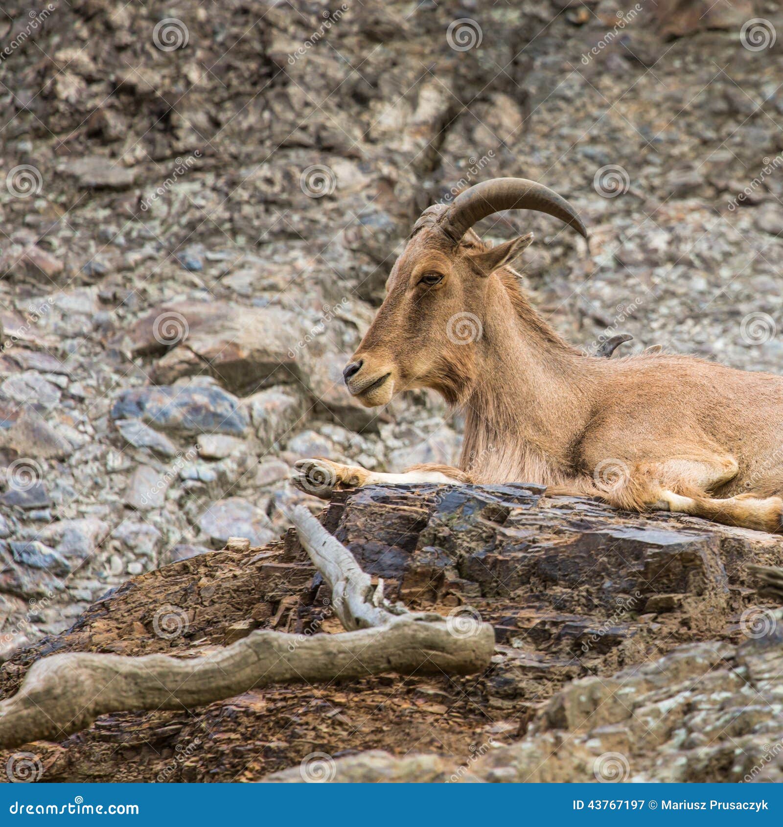 West Caucasian Tur Goat in Nature. Stock Image - Image of asia, brown ...