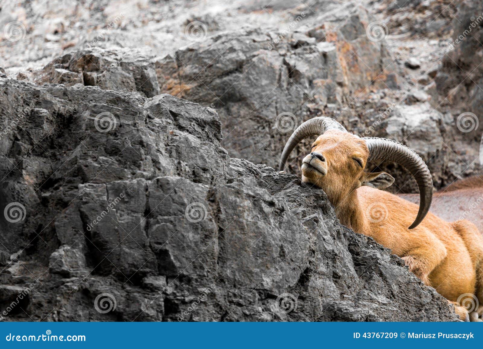 West Caucasian Tur Goat in Nature. Stock Image - Image of chamois ...