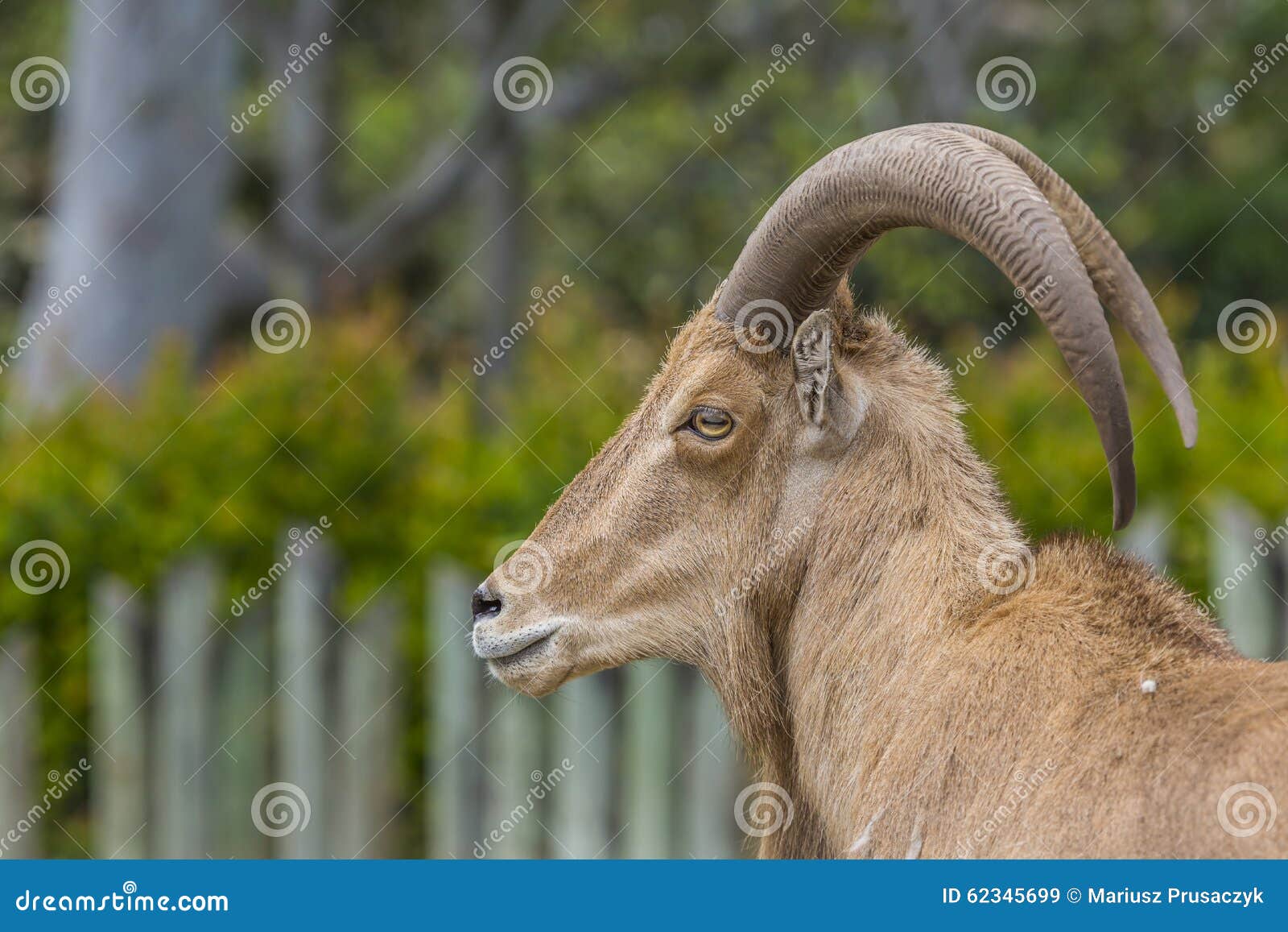West caucasian tur goat stock image. Image of enormous - 62345699