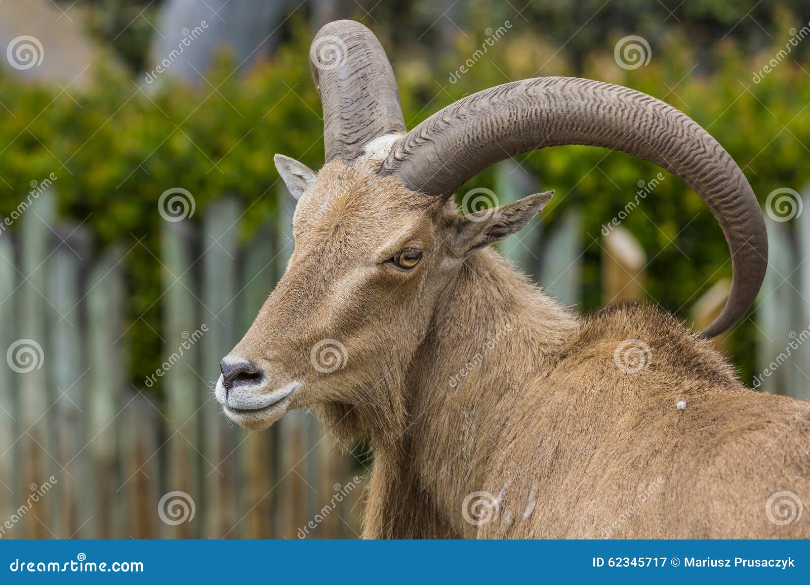 West caucasian tur goat stock image. Image of jungle - 62345717