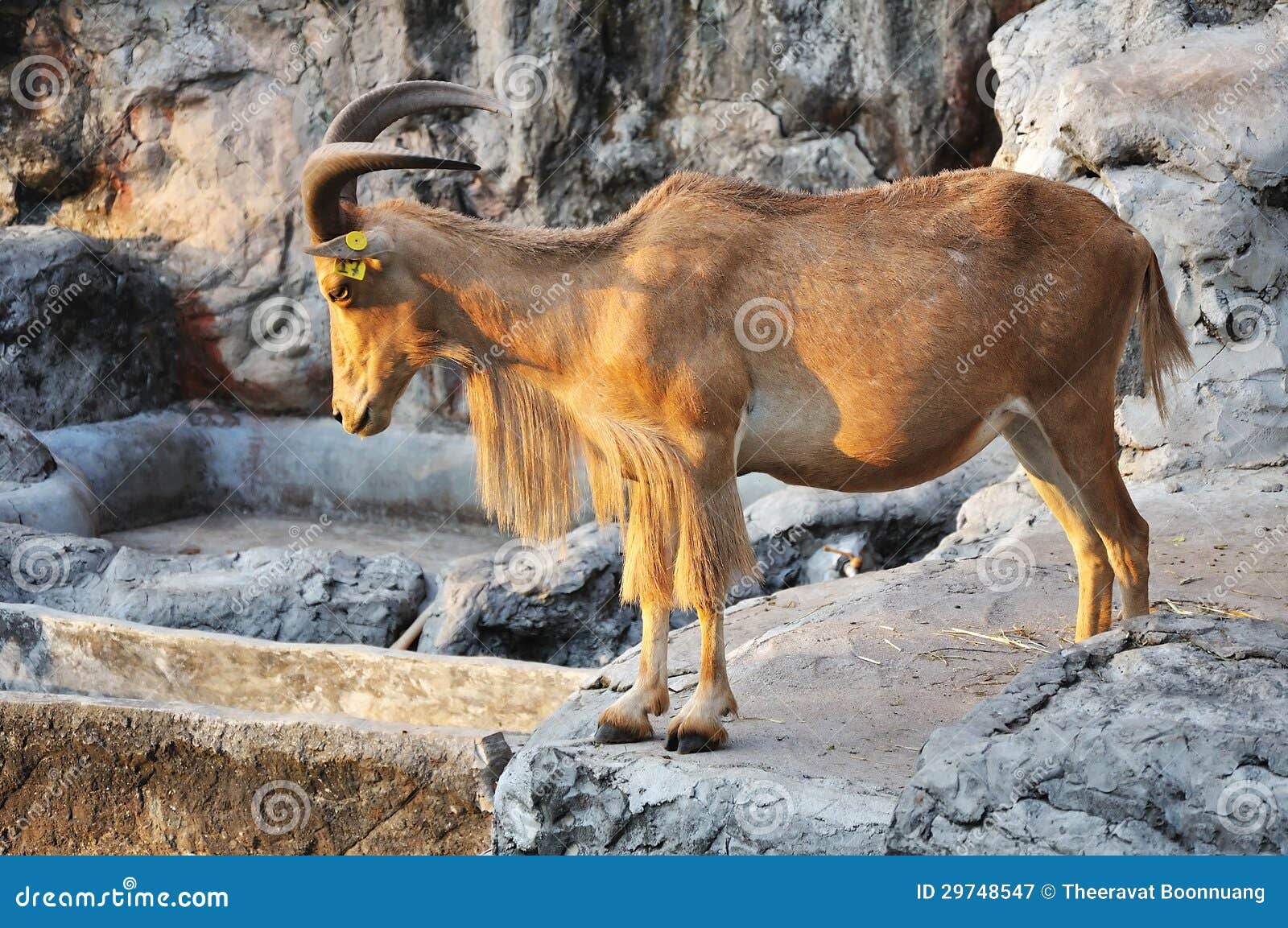 West caucasian tur goat stock image. Image of mountain - 29748547