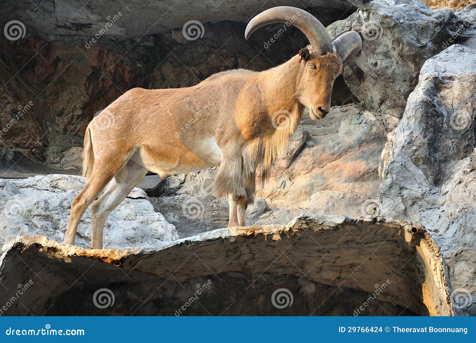 West caucasian tur goat stock photo. Image of goat, chamois - 29766424