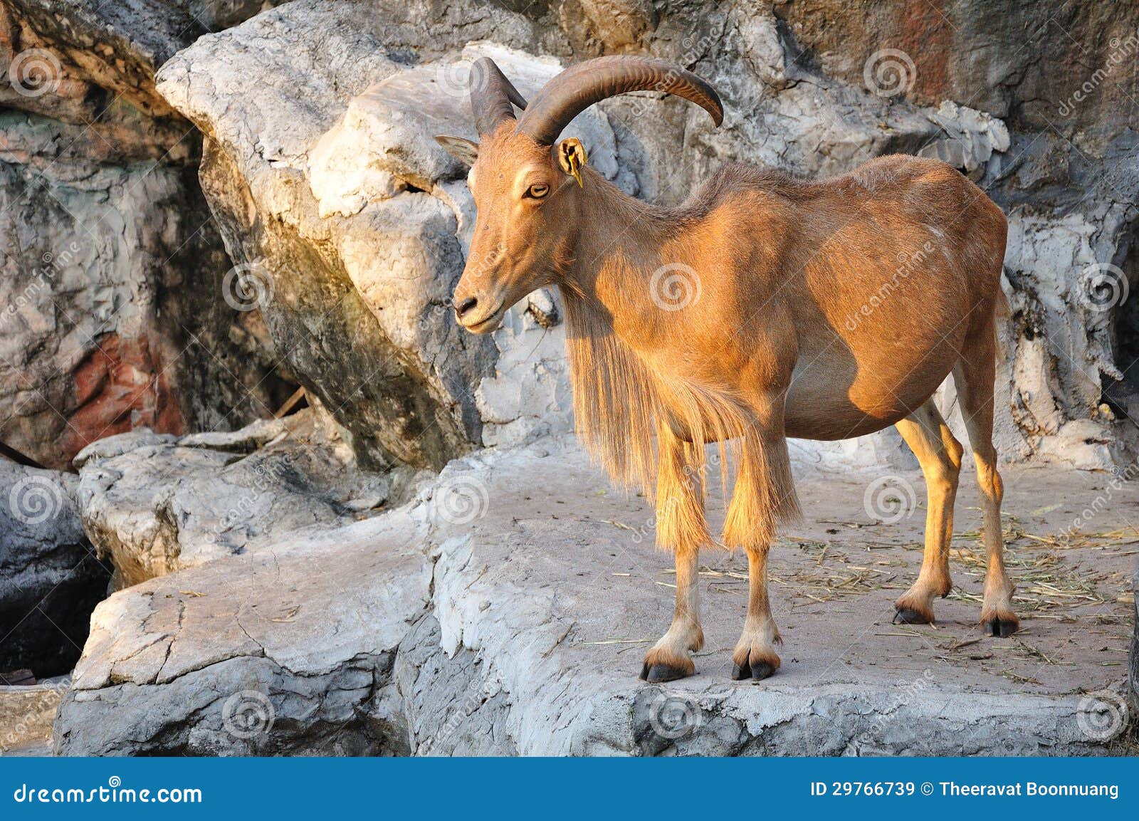 West caucasian tur goat stock image. Image of grass, creature - 29766739