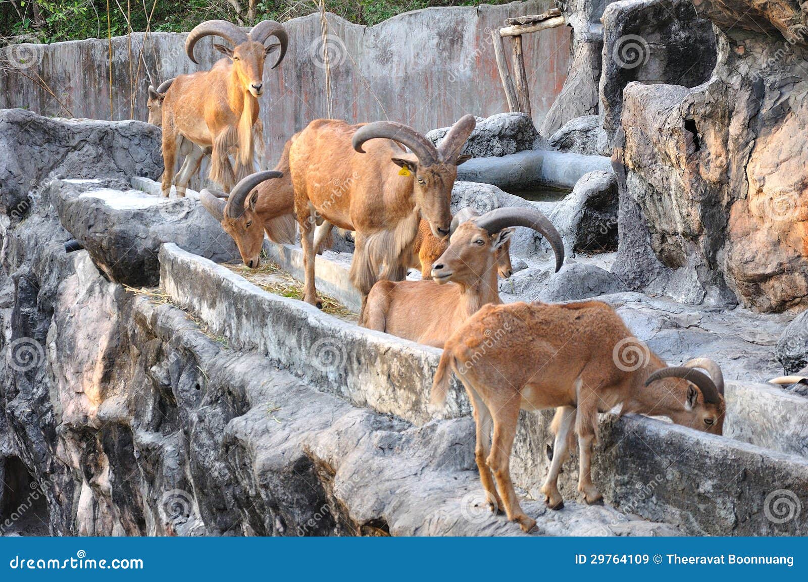 West caucasian tur goat stock image. Image of leaf, heavy - 29764109