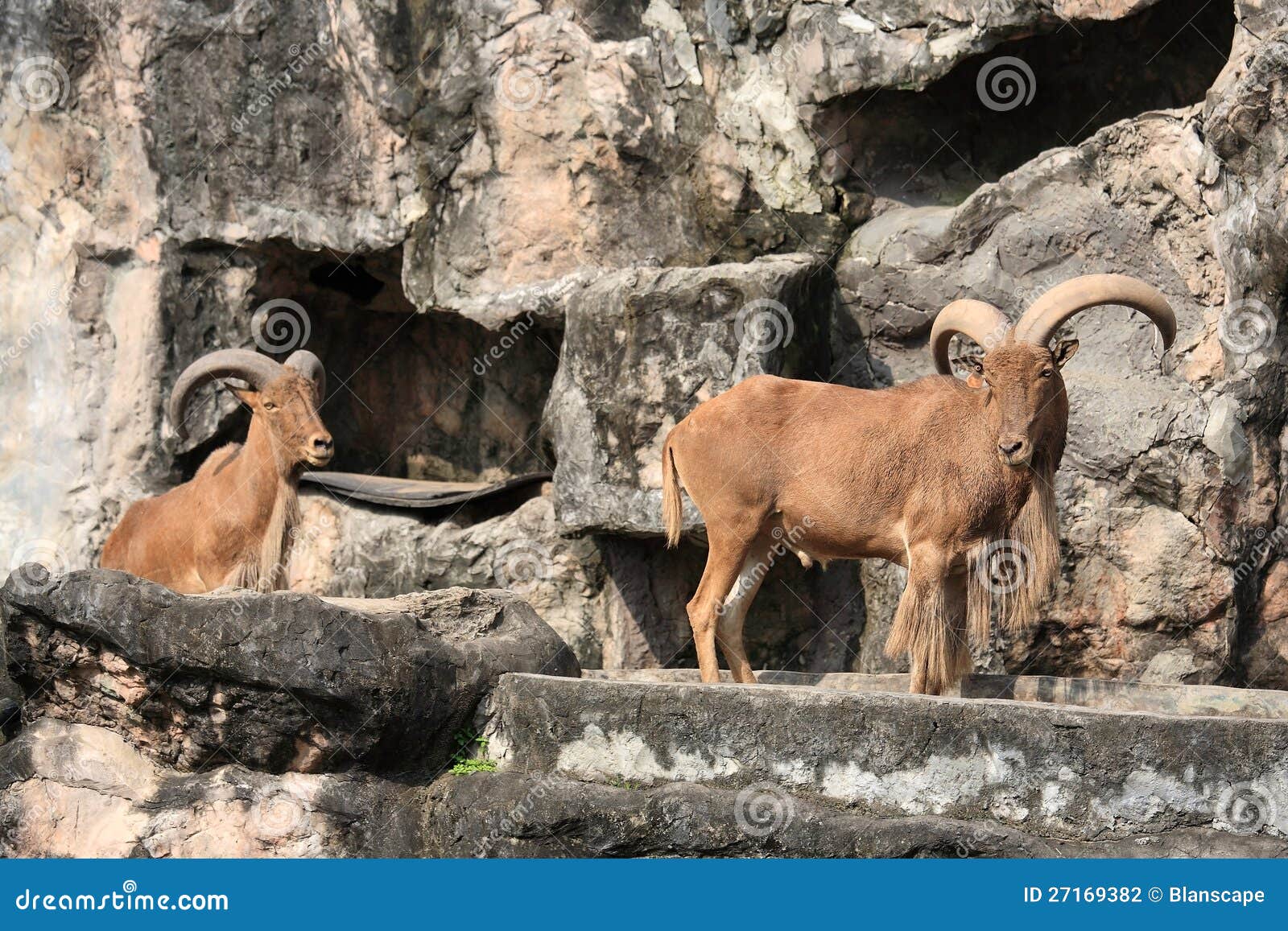 West caucasian tur goats stock photo. Image of forest - 27169382