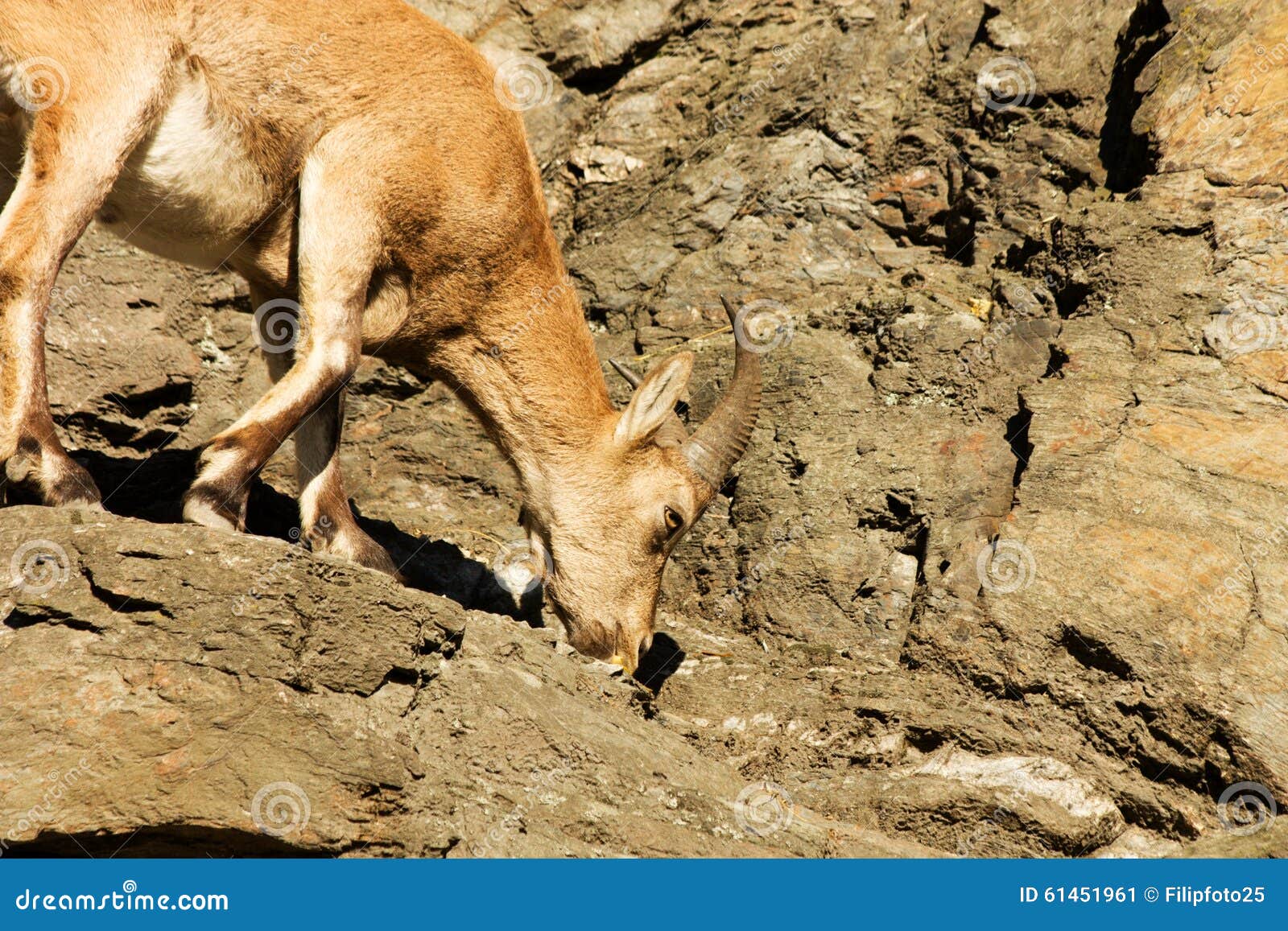 West caucasian tur stock image. Image of capra, europe - 61451961