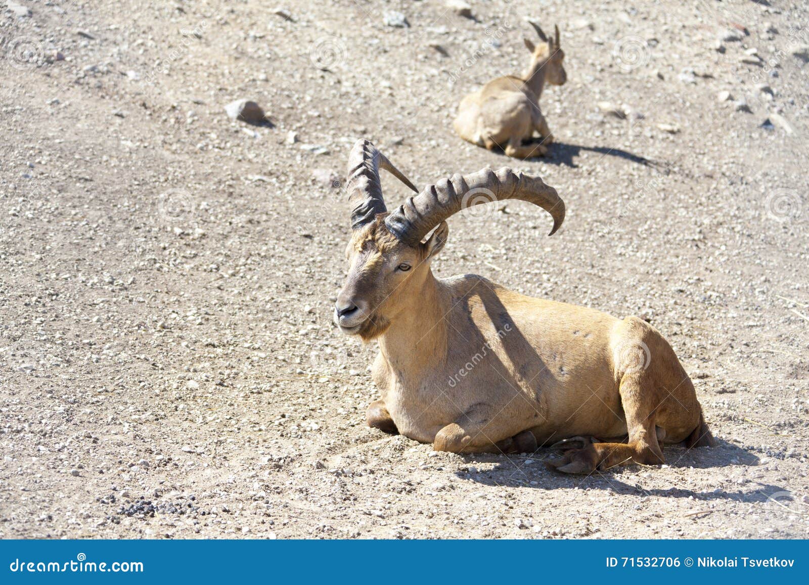 West Caucasian Tur stock photo. Image of west, mountain - 71532706