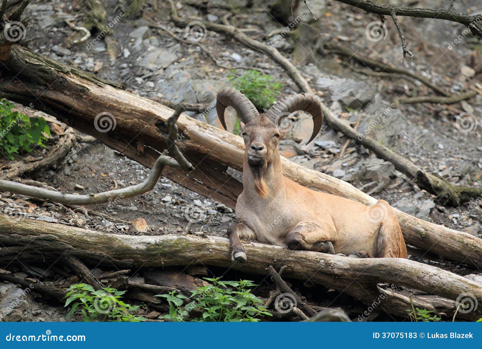 West Caucasian tur stock image. Image of capra, wood - 37075183