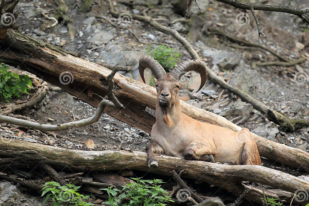 West Caucasian tur stock image. Image of capra, wood - 37075183