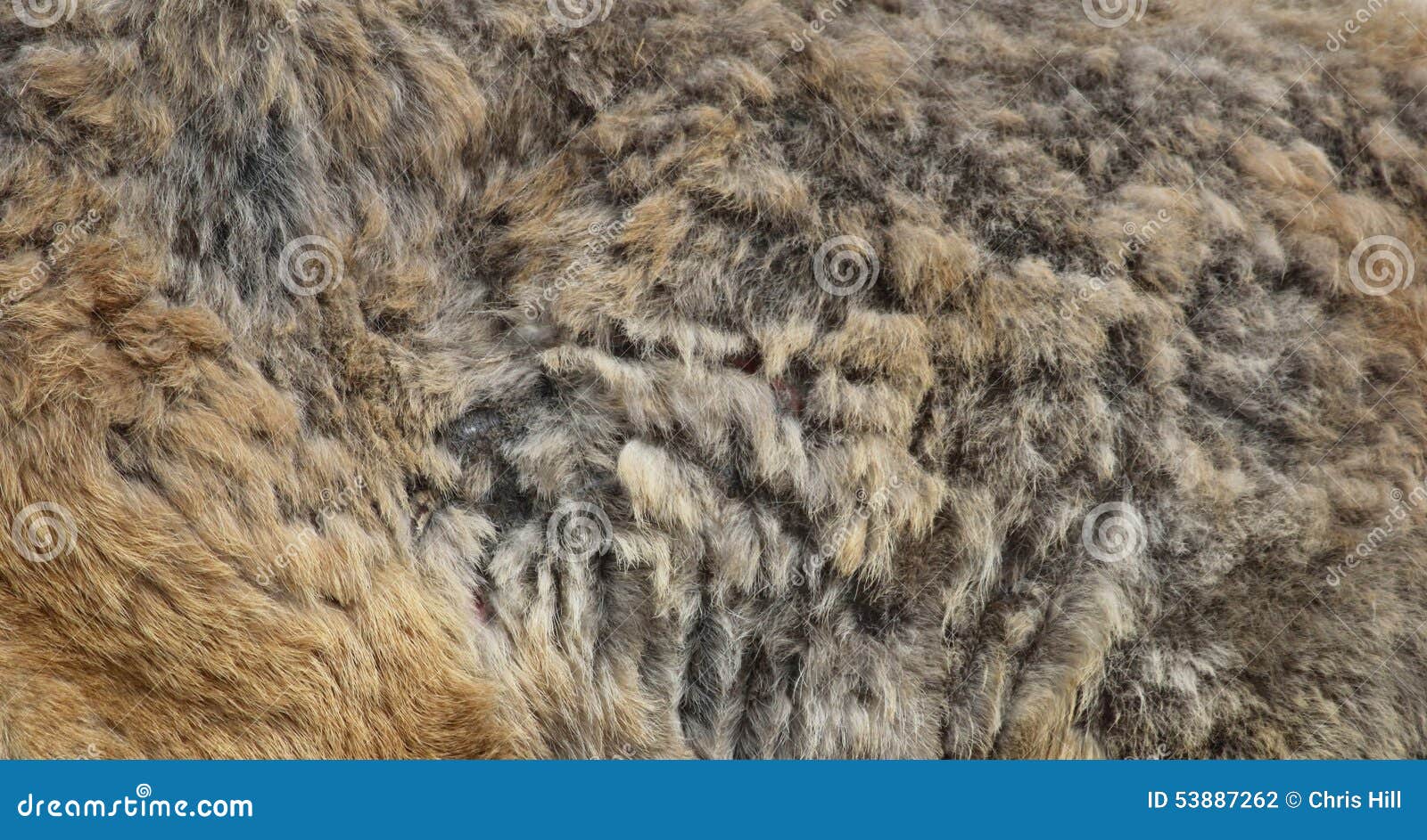 West Caucasian Tur Ram stock photo. Image of turs, west - 53887262