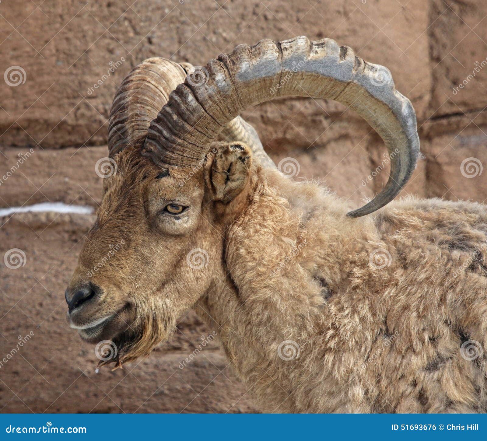 West Caucasian Tur Ram stock photo. Image of caucasian - 51693676