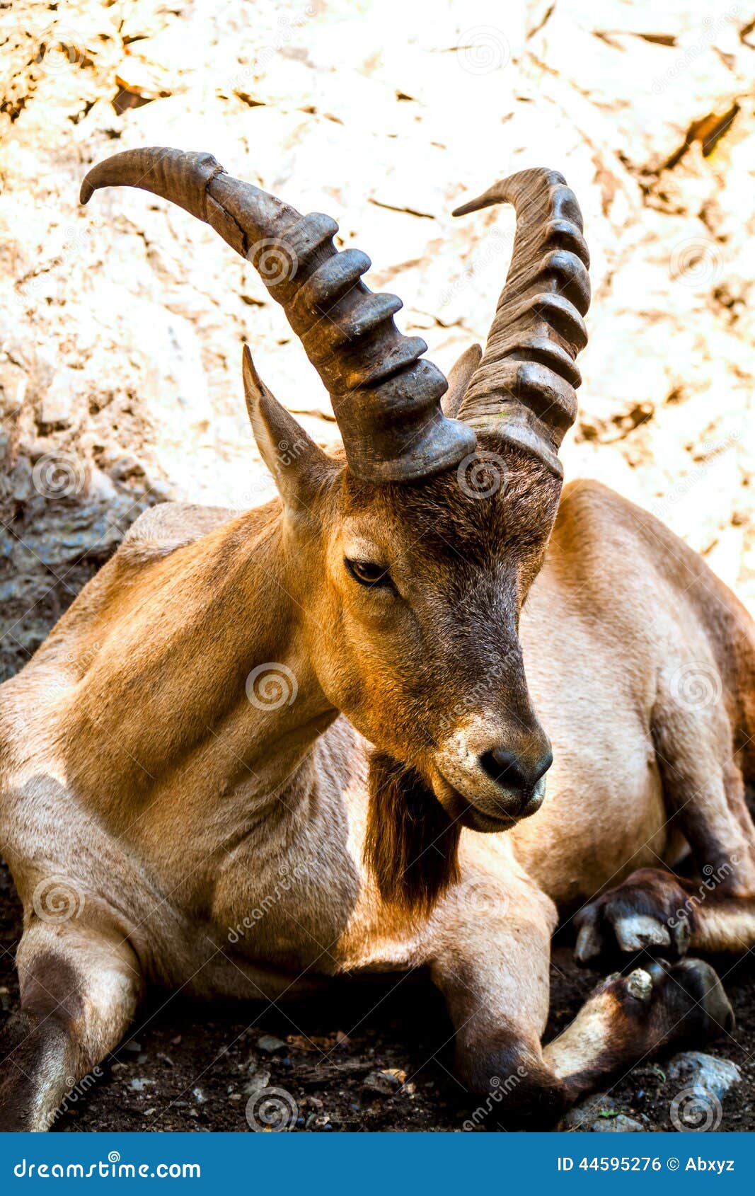 West Caucasian Tur stock photo. Image of caucasian, relaxation - 44595276