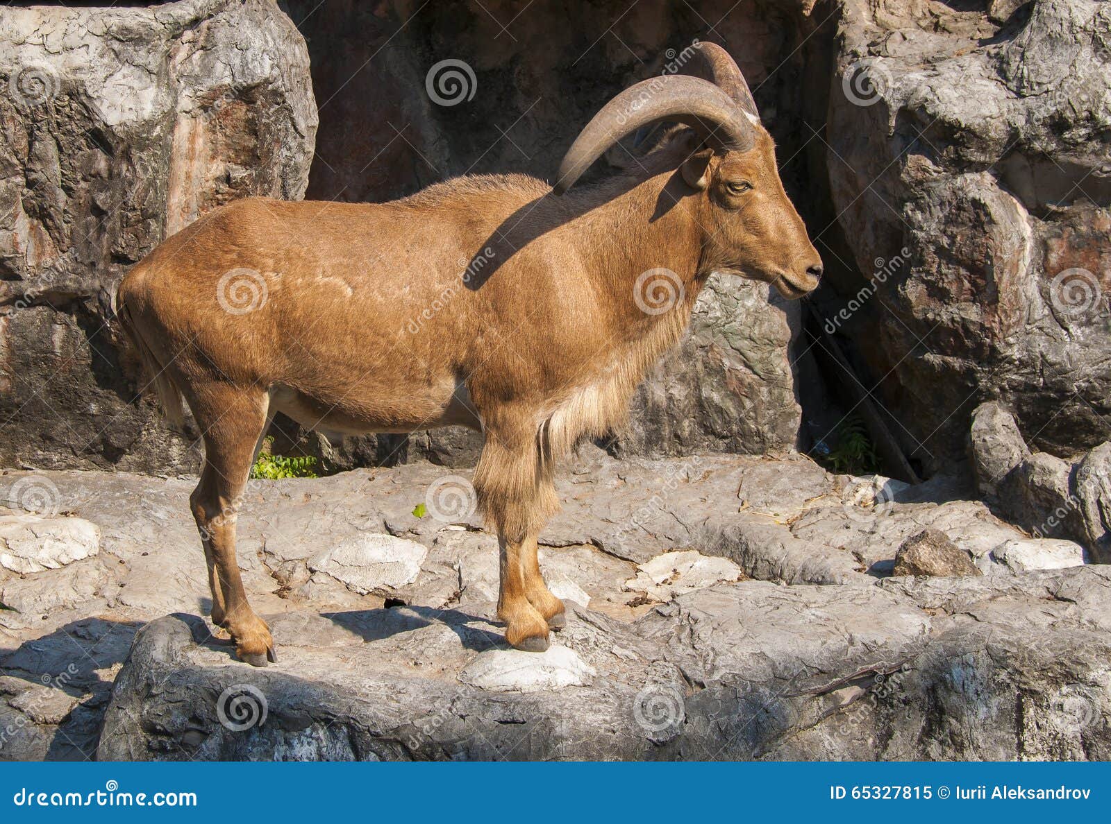 West Caucasian turs stock image. Image of animal, male - 65327815