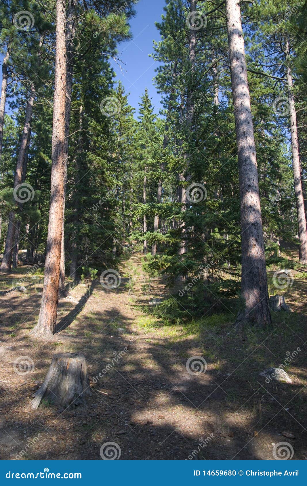 A West Coast Forest Dense stock photo. Image of columbia - 14659680