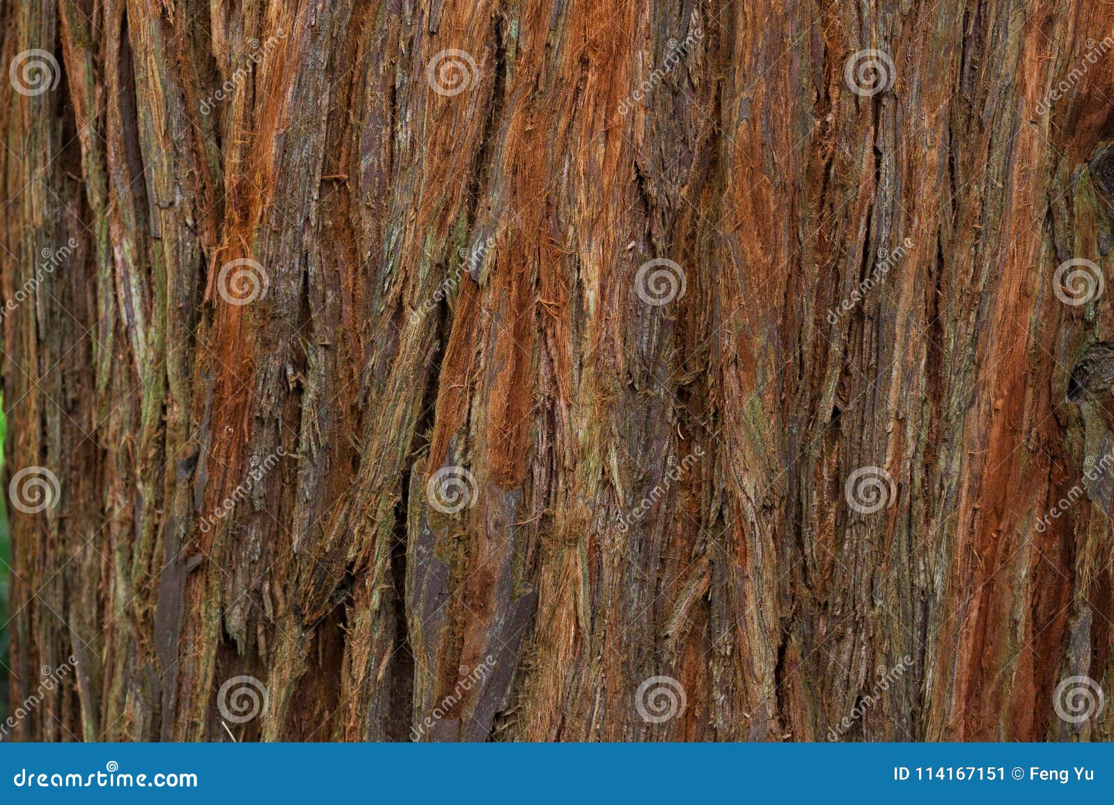 West coast redwood stock image. Image of redwood, pattern - 114167151