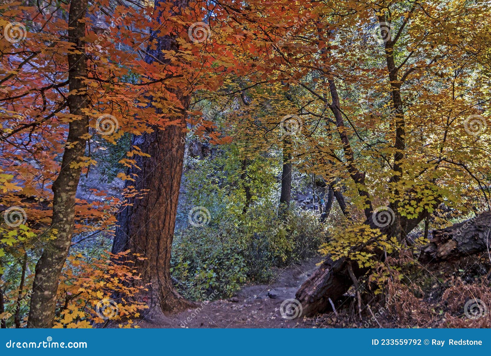 Fork In A Trail Between Trees And Wild Flowers Stock Photo ...