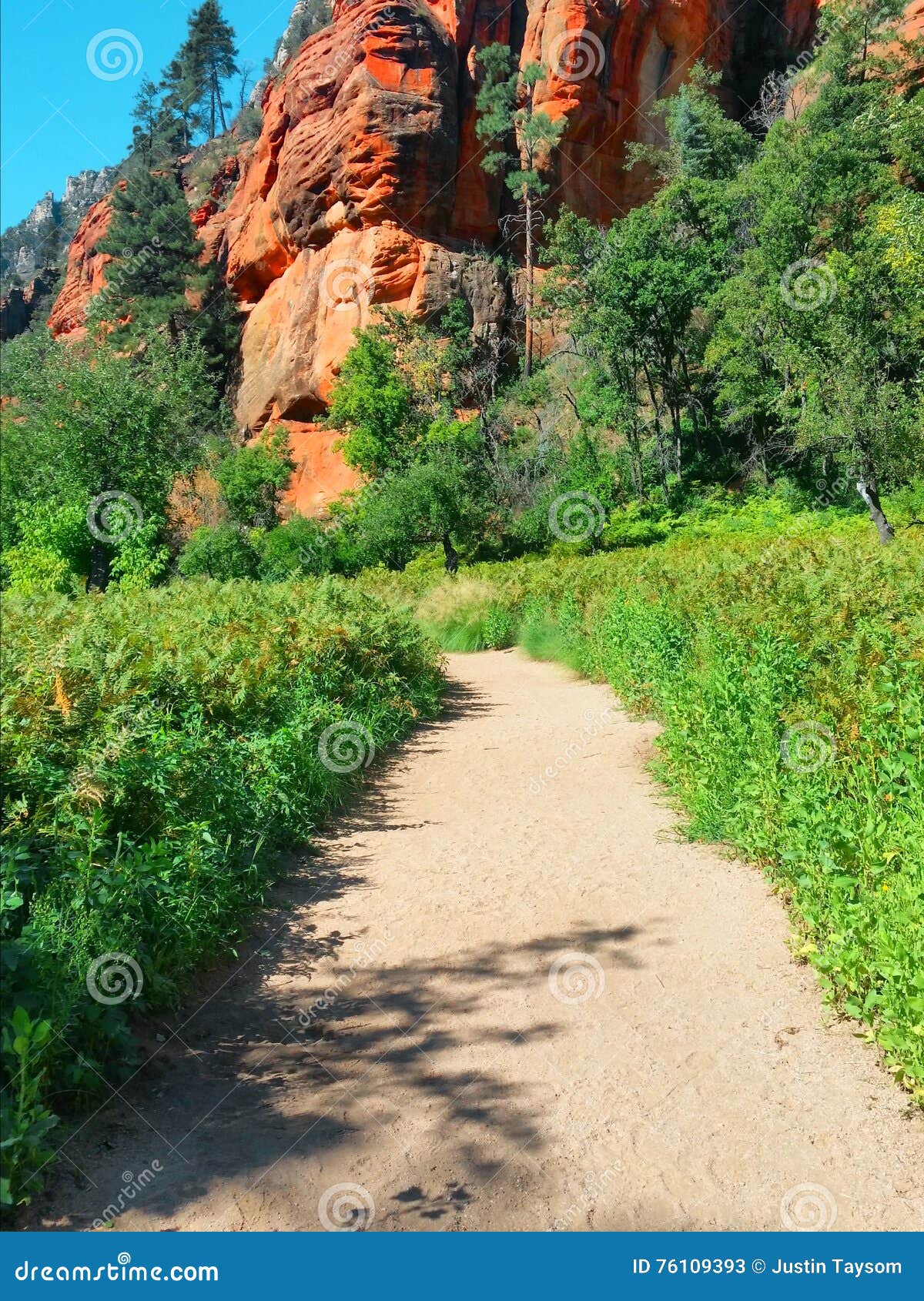 Fork In A Trail Between Trees And Wild Flowers Stock Photo ...